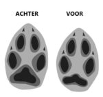 Pootafdruk vos – De vos in Nederland