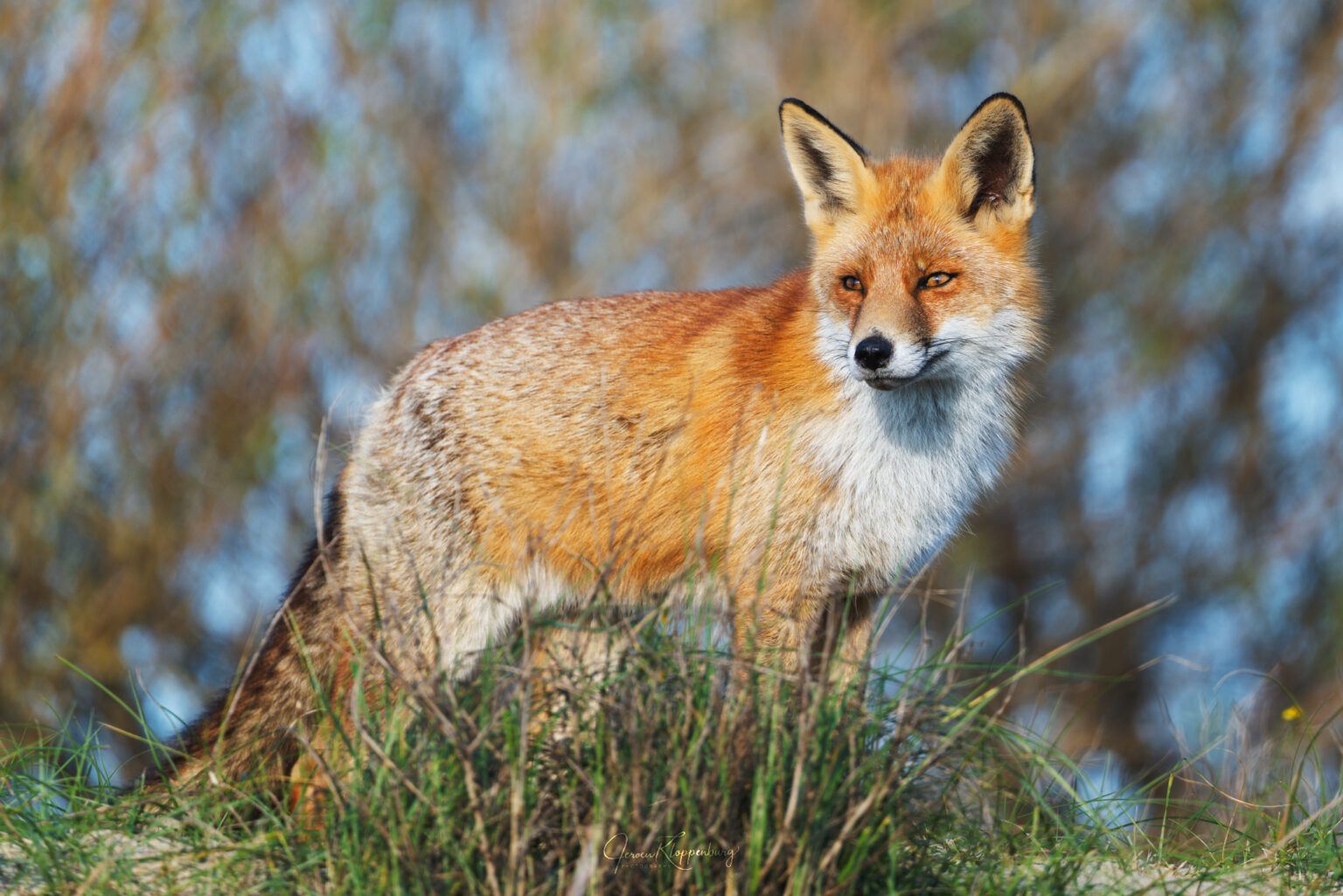 Sporen van de vos herkennen – De vos in Nederland